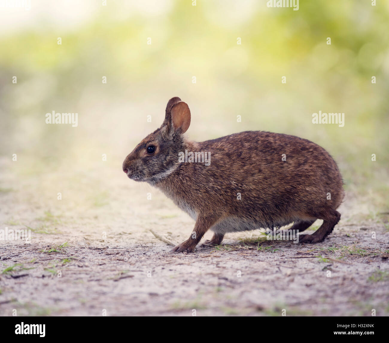 Marsh Rabbit in Florida wetlands Stock Photo - Alamy