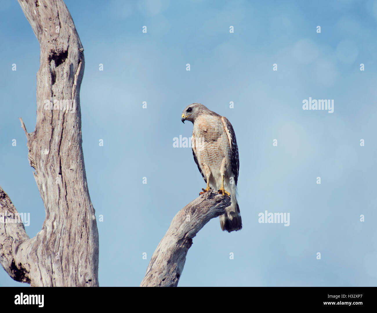 Animal red shouldered hawk tree hawk bird hi-res stock photography and ...