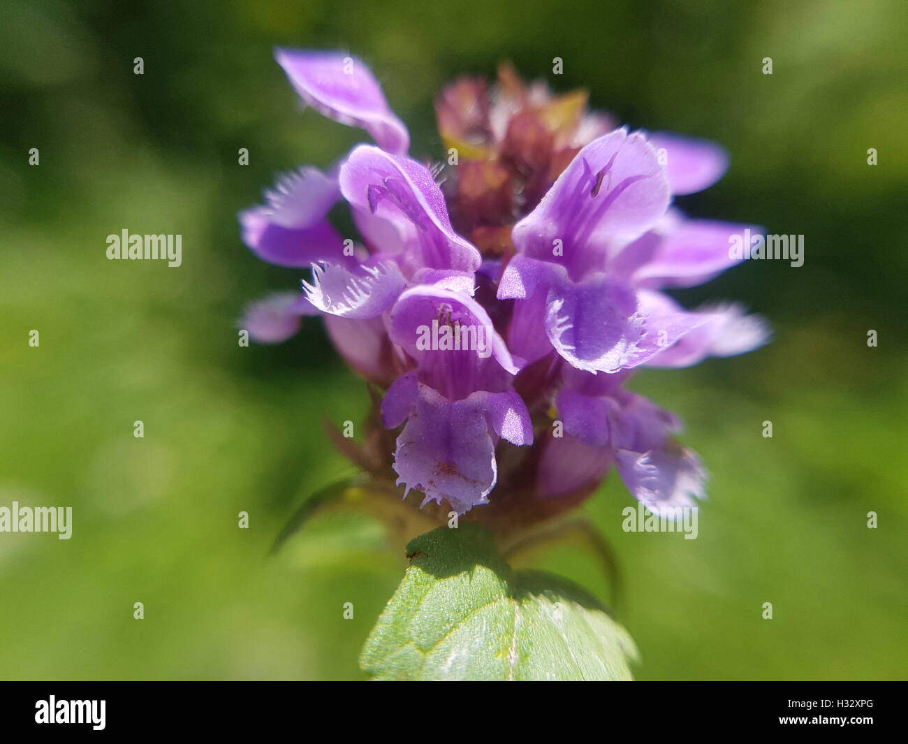Prunella vulgaris tea hi-res stock photography and images - Alamy