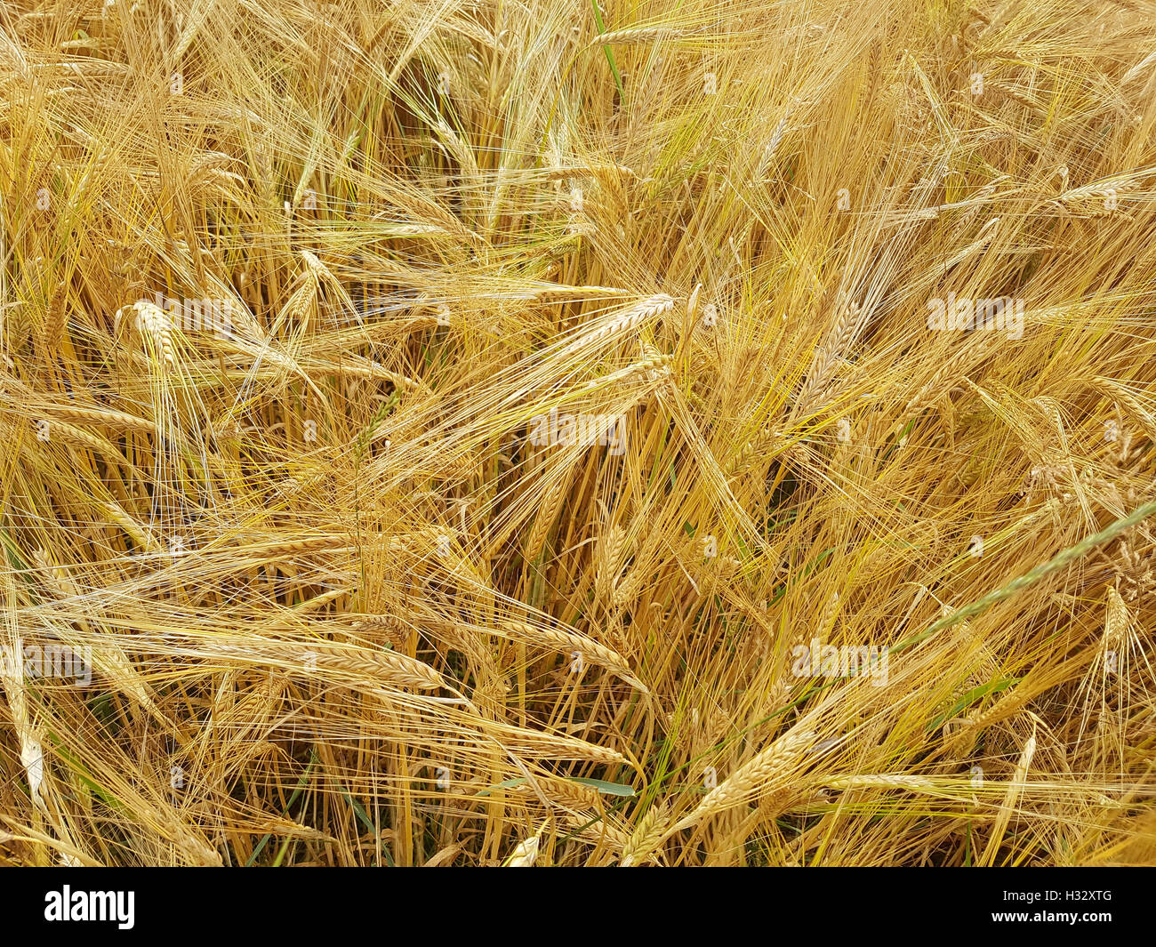 Gersteaehren hi-res stock photography and images - Alamy