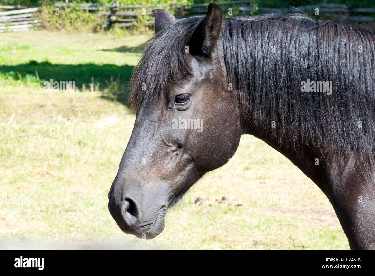 Canadian horse hi-res stock photography and images - Alamy