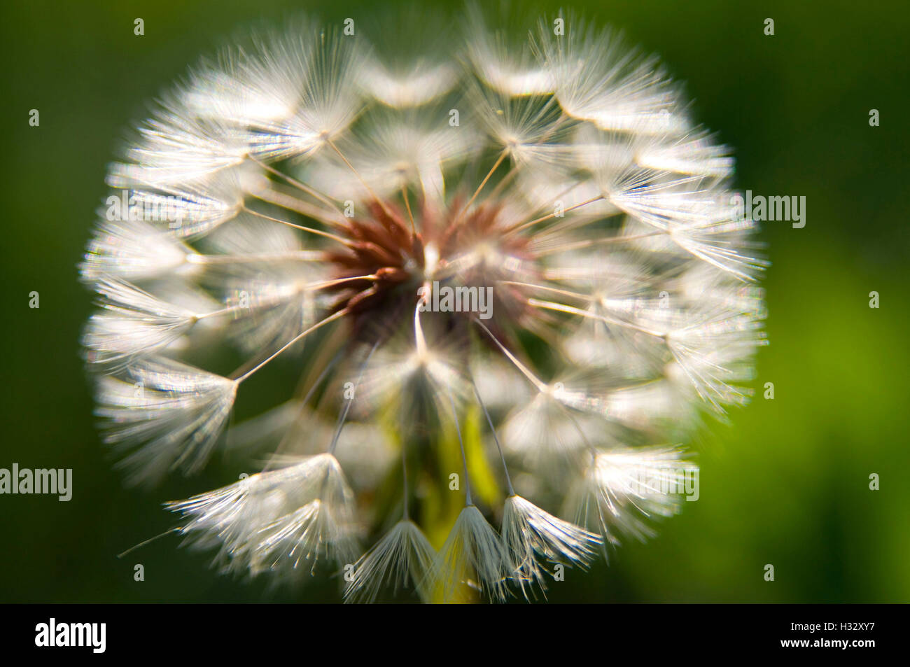 Dandelion, Bushs Pasture Park, Salem, Oregon Stock Photo - Alamy