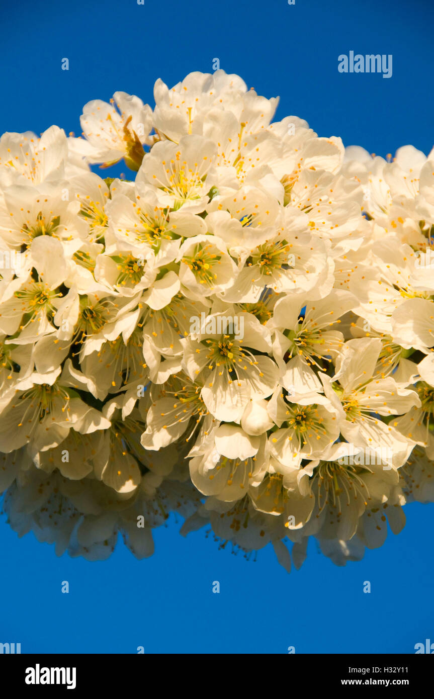 Orchard blooms hi-res stock photography and images - Alamy