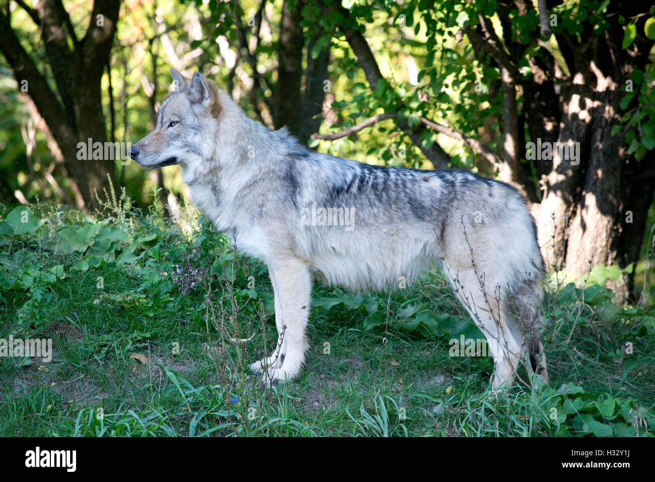 A Timber Wolf Stock Photo - Alamy