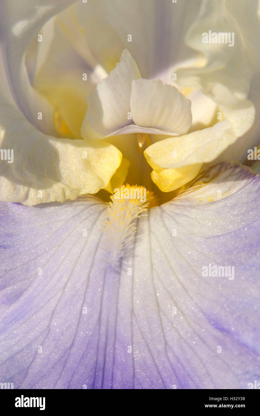 Stairway to Heaven iris in display garden, Schreiners Iris Gardens ...