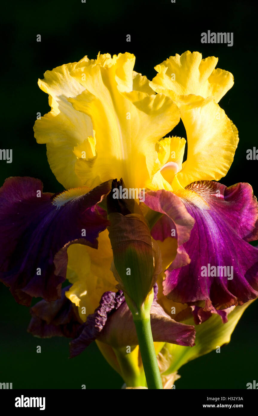 Iris in display garden, Schreiners Iris Gardens, Keizer, Oregon Stock ...