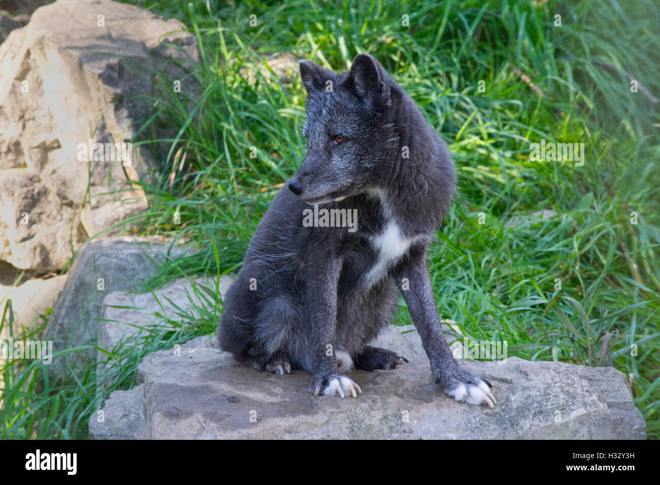 A view of an Arctic Fox Stock Photo - Alamy