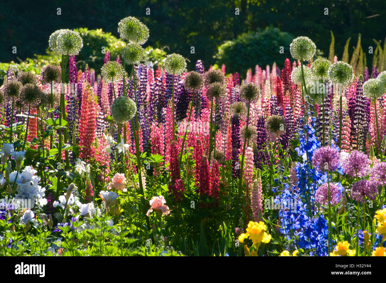 Lupine in display garden, Schreiners Iris Gardens, Keizer, Oregon Stock ...