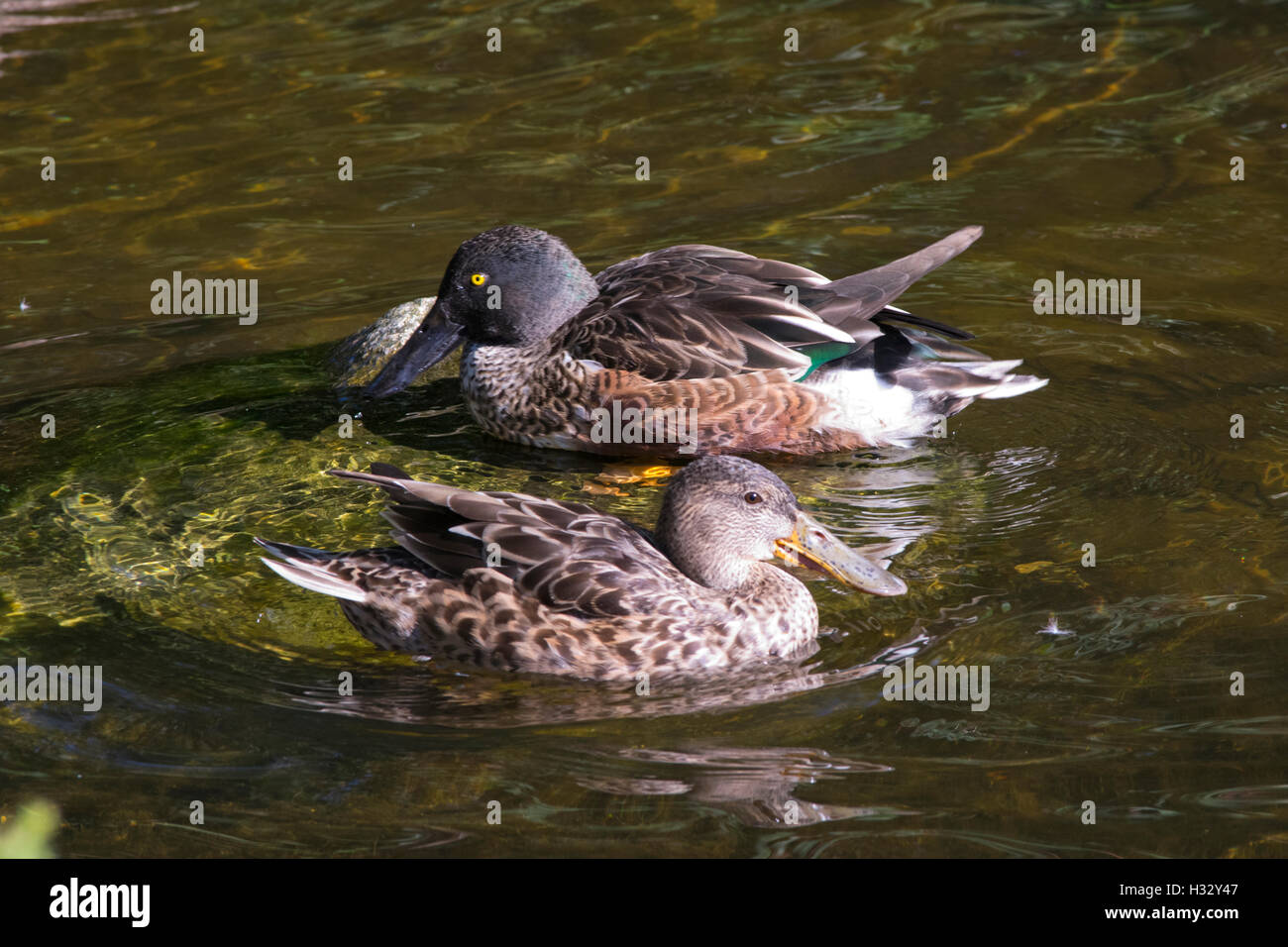 Shoveller duck hi-res stock photography and images - Alamy