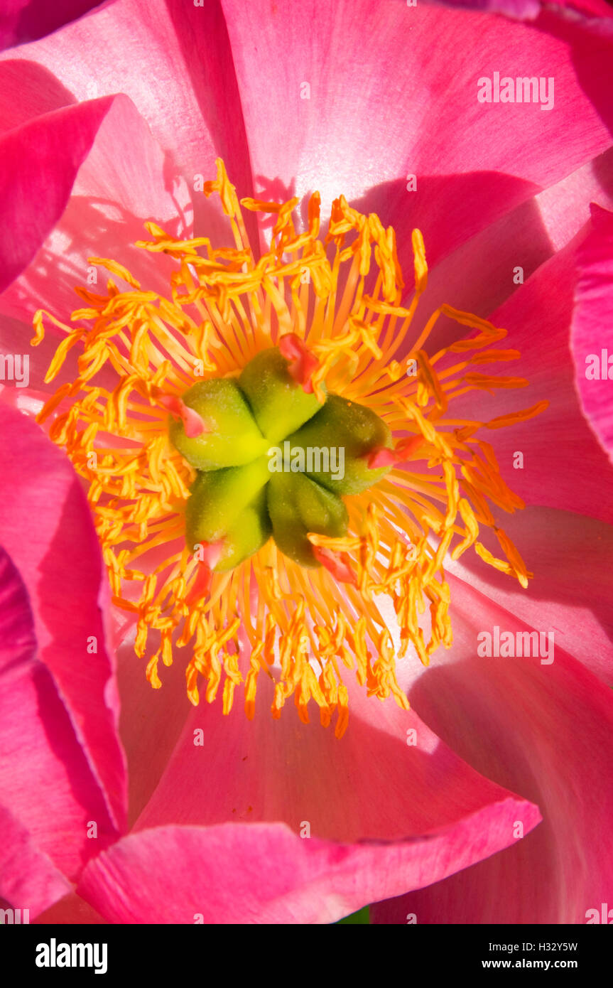Scarlet O'hara peony, Adelman Peony Garden, Brooks, Oregon Stock Photo ...