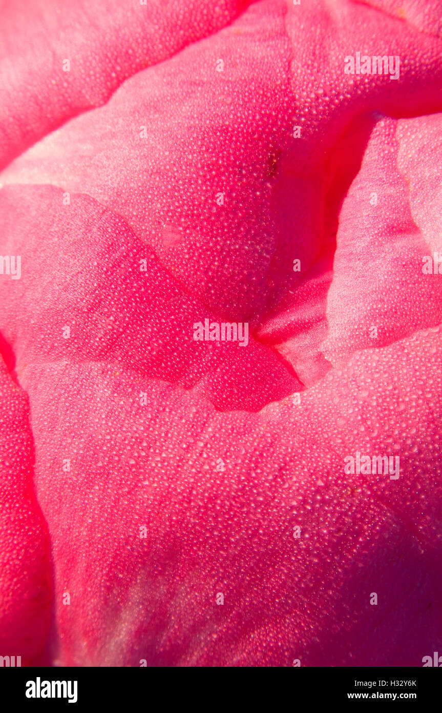 Cytherea hi-res stock photography and images - Alamy