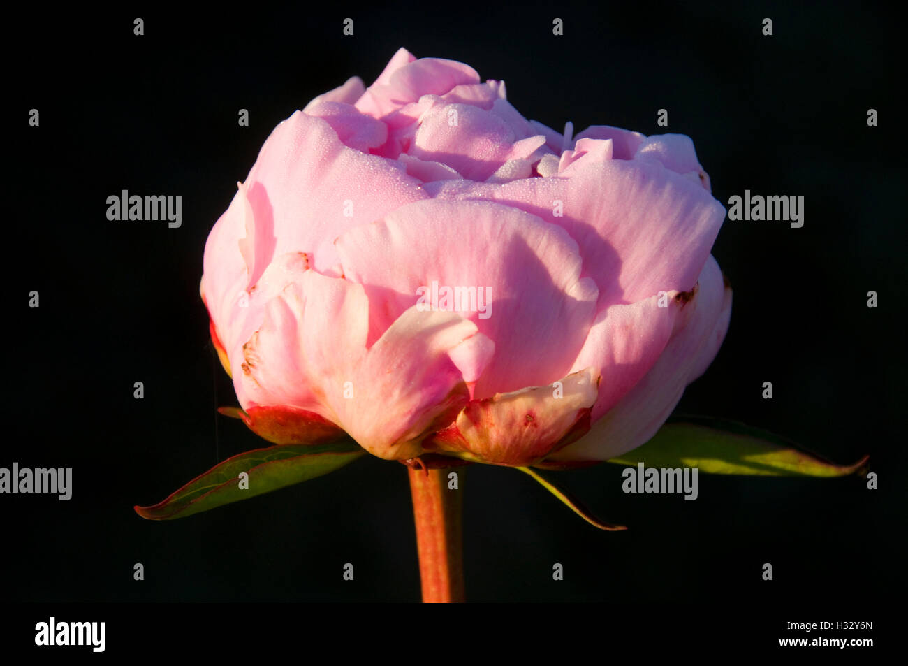 Adonis peony, Adelman Peony Garden, Brooks, Oregon Stock Photo - Alamy