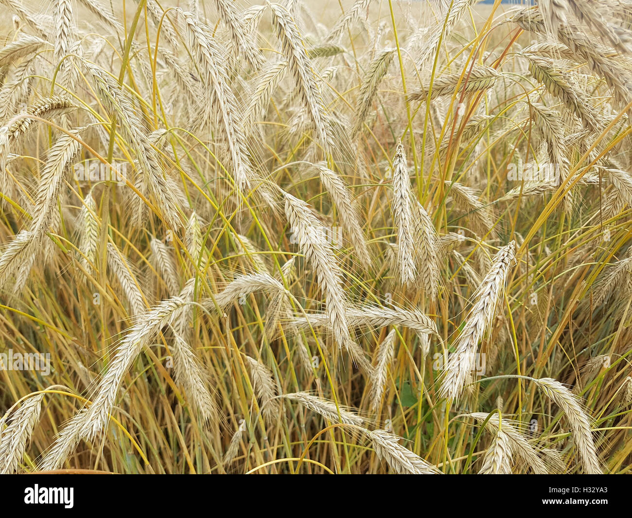 Roggen; Roggenaehren; Secale; Cereale Stock Photo - Alamy