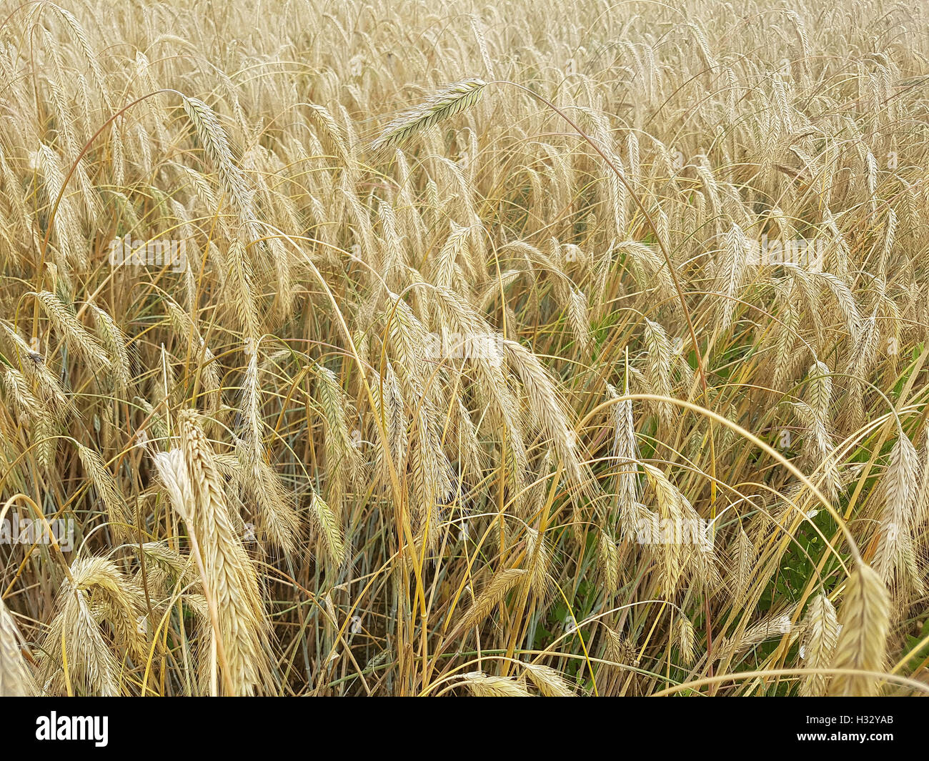 Roggen; Roggenaehren; Secale; Cereale Stock Photo - Alamy