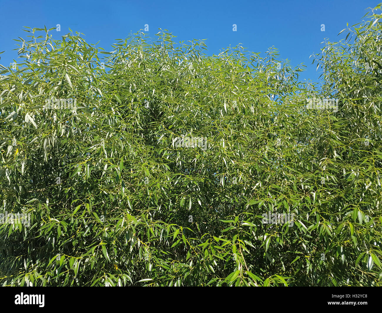 Silberweide; salix alba; Blatt; Laubbaum, Heilpflanze Stock Photo - Alamy