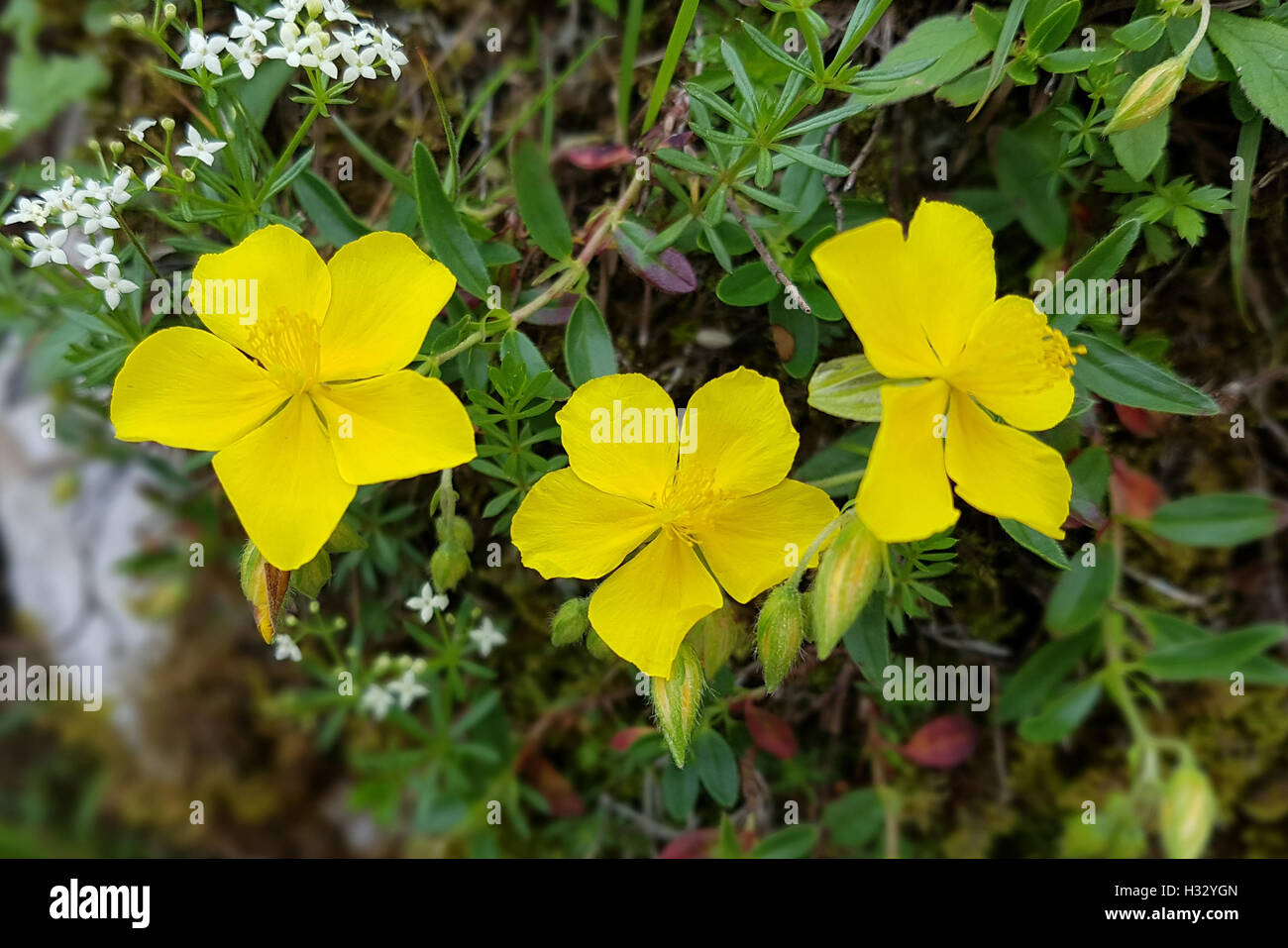 Sonnenroeschen; Helianthemum, nummularium; Rock Rose; Bach-Blueten ...