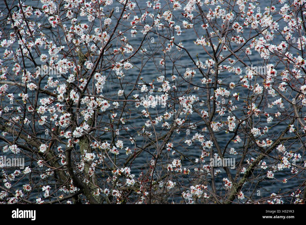 Apricot tree blooming on the river Stock Photo - Alamy