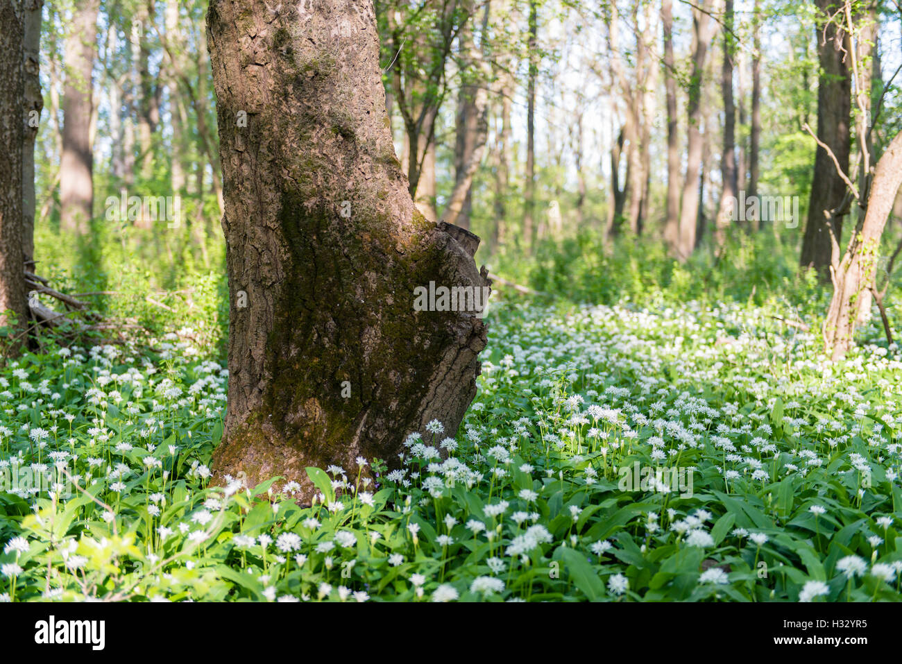 Wild garlic (Allium ursinum), wild garlic flower in the woods in spring ...