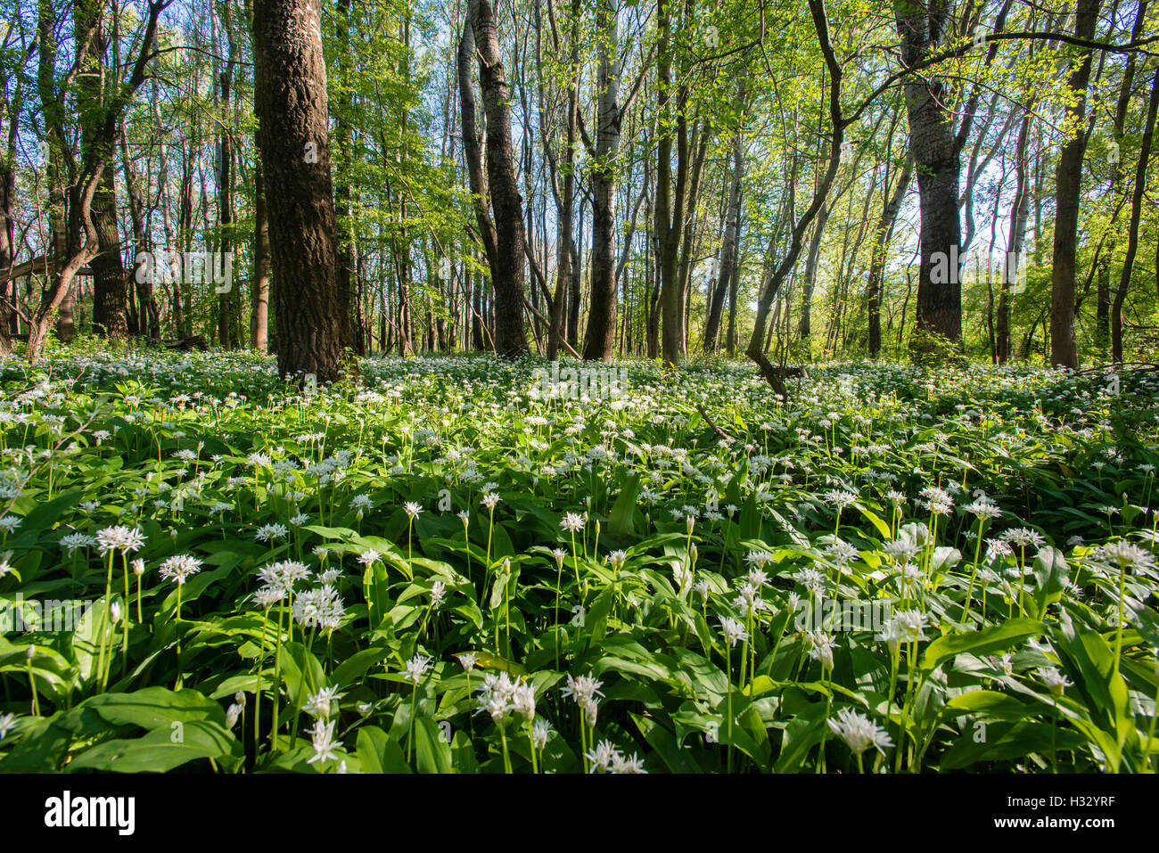 Wild garlic (Allium ursinum), wild garlic flower in the woods in spring ...