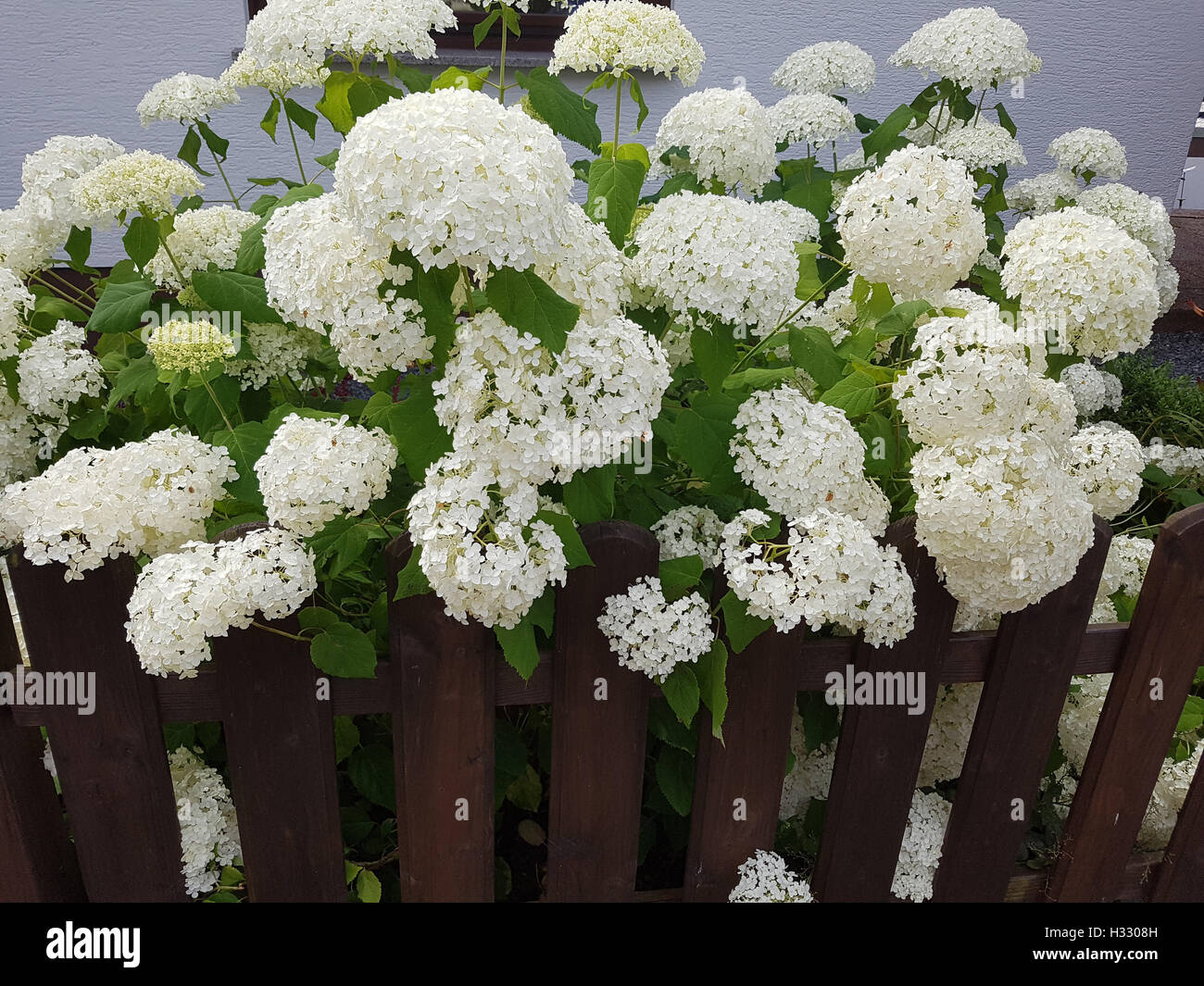 Weiße hortensie blumen hi-res stock photography and images - Alamy