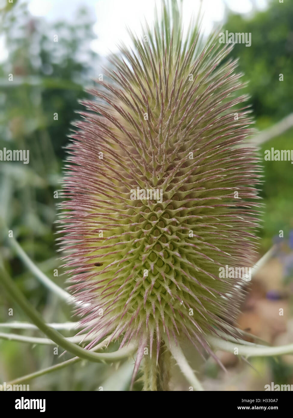 Kardendistel; Dipsacus; Karde; Weber-Karde; sativus; fullonum Stock ...