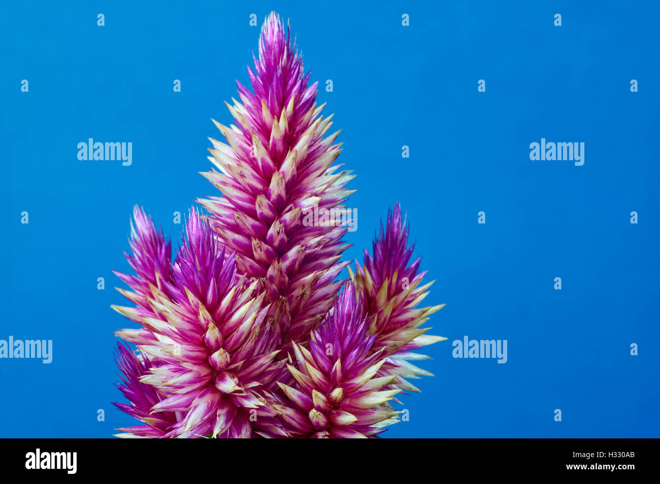 Potted fuchsia hi-res stock photography and images - Alamy