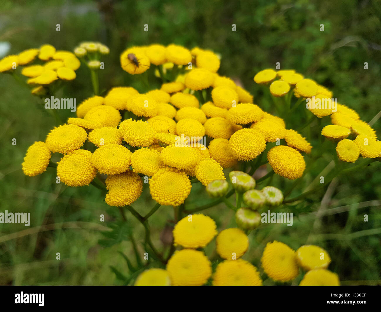 Rainfarn; Rainfarnbluete; Tancy; Tanecetum vulgare Stock Photo - Alamy