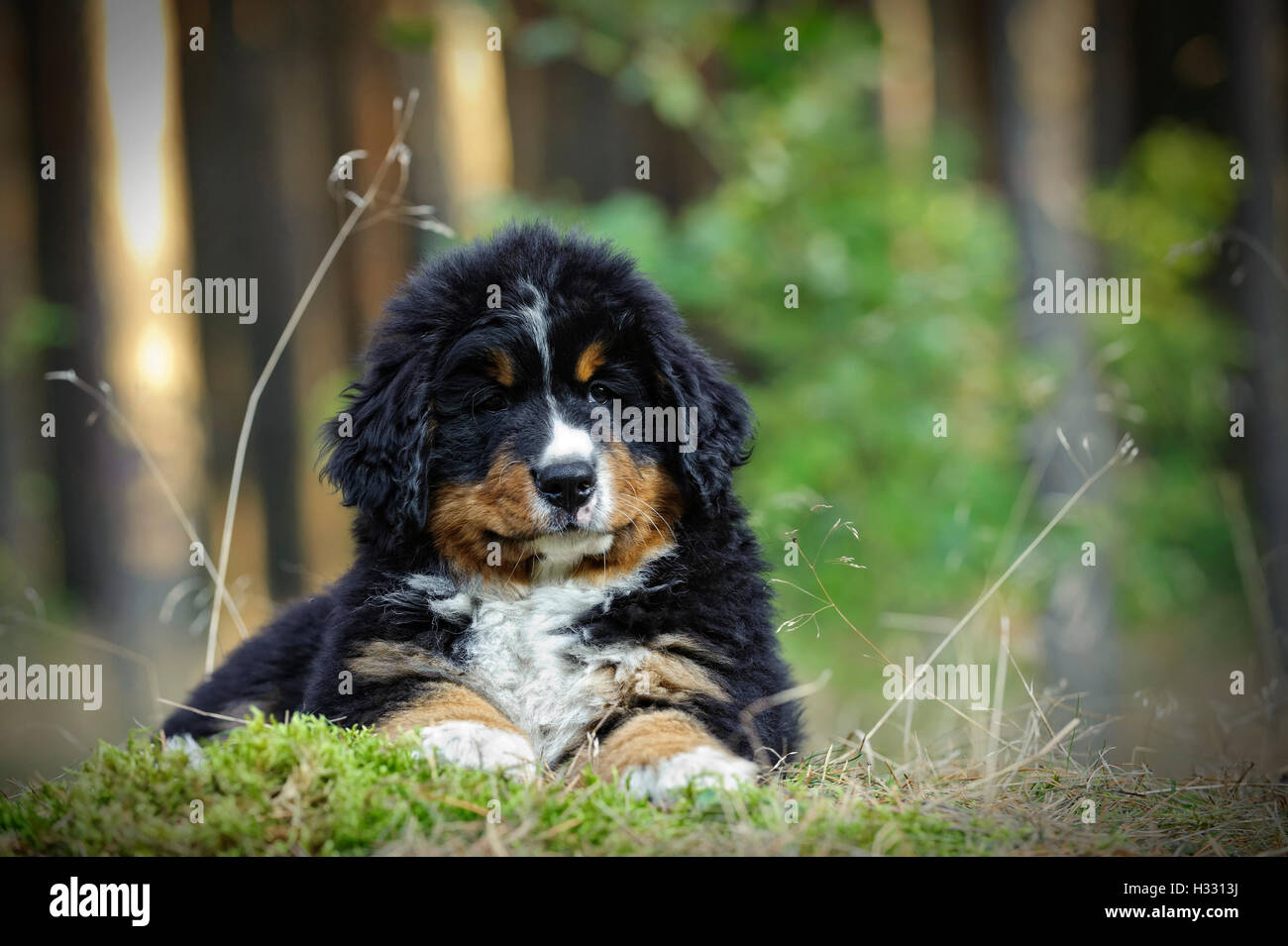 Cute bernese mountain dog hi-res stock photography and images - Alamy