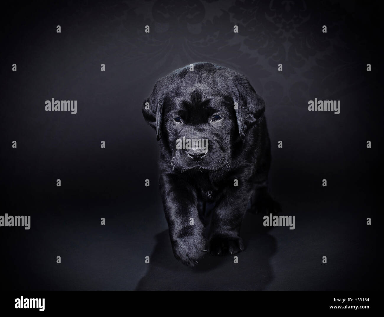 Black labrador puppies hi-res stock photography and images - Alamy