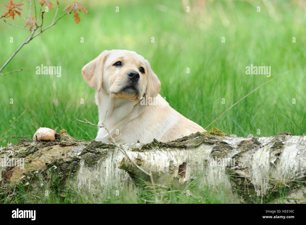 Yellow labrador retriever puppy Stock Photo - Alamy