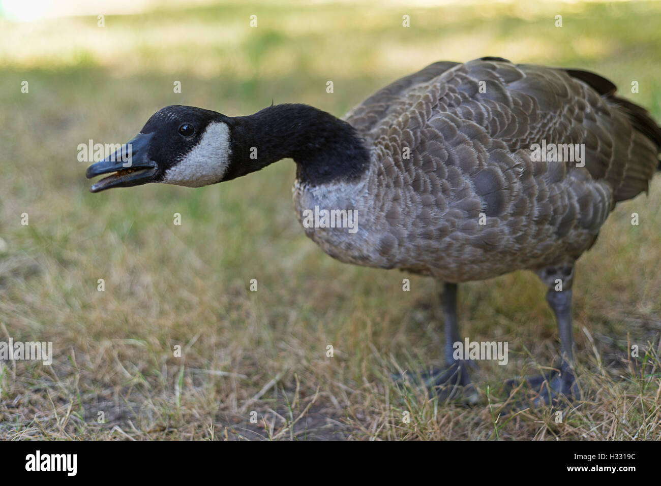 Honking hi-res stock photography and images - Alamy