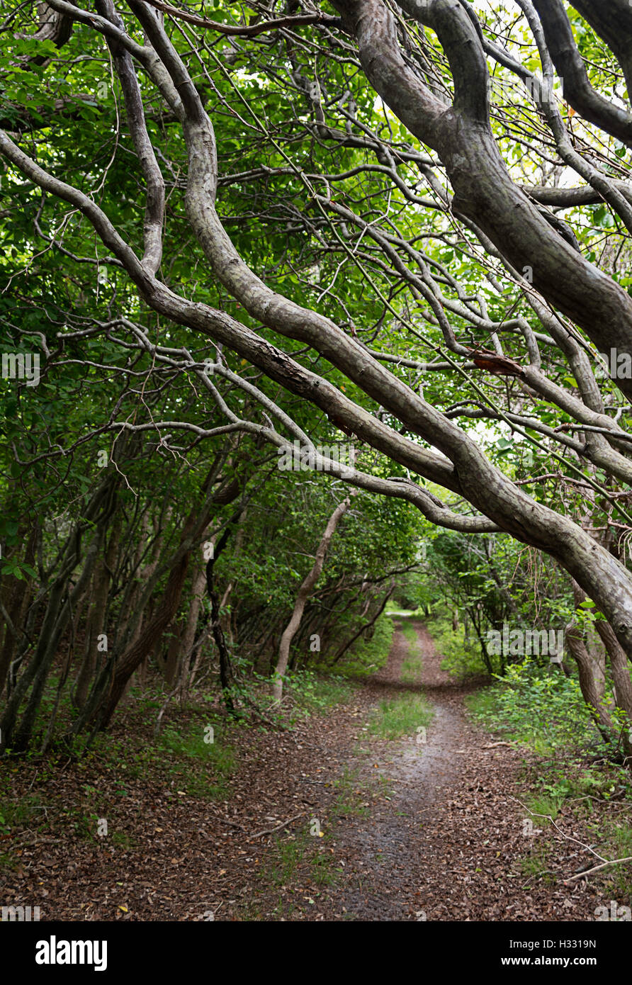 Path of fire hi-res stock photography and images - Alamy