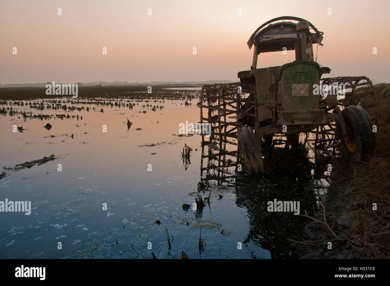 Old tractor with plow wheels in a flooded rice field at sunset. Sky ...