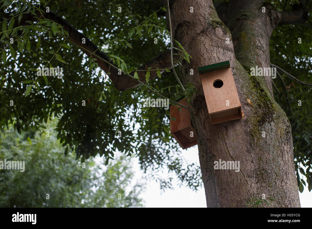 Bird boxes in tree Stock Photo - Alamy