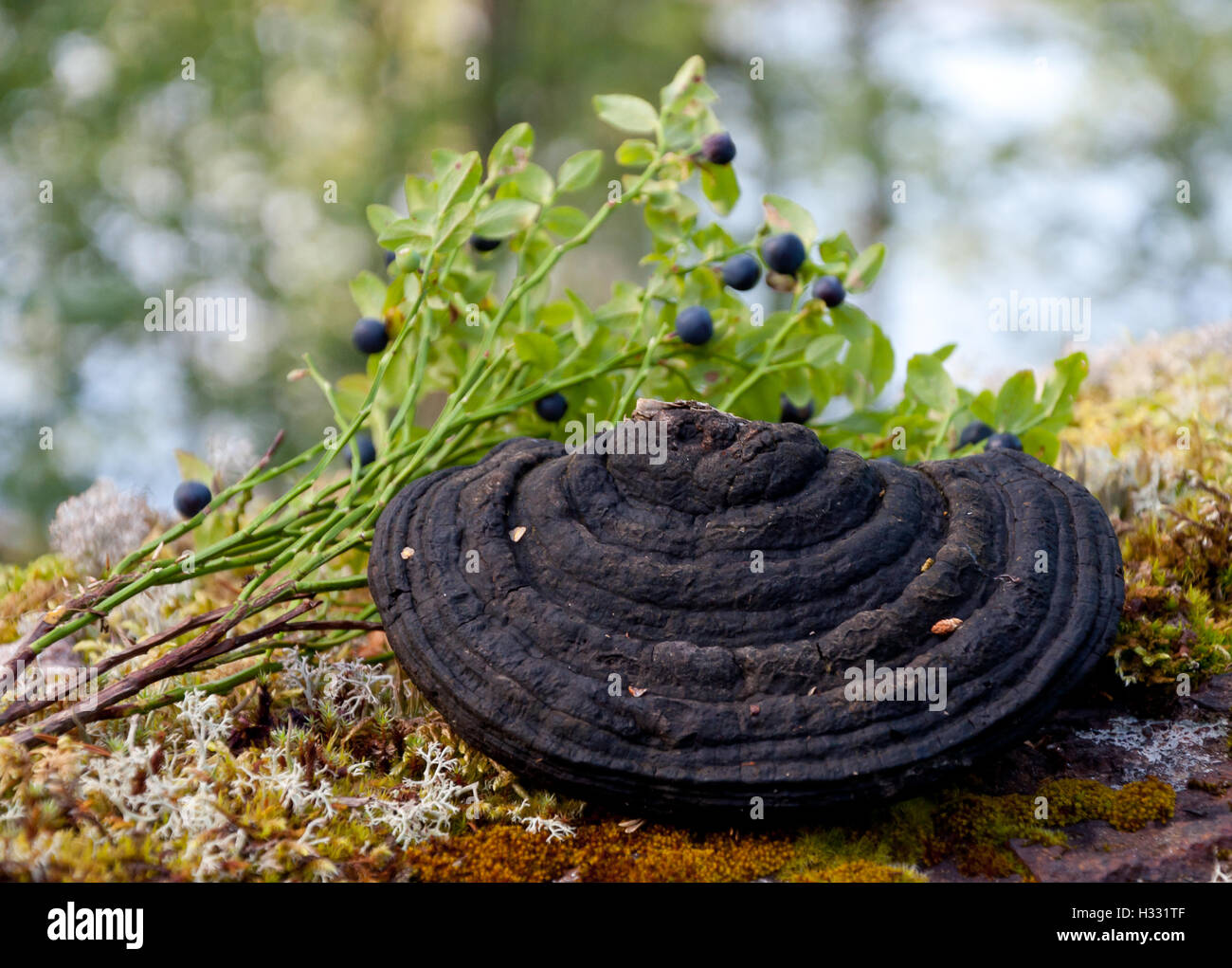 A black polypore mushroom (bracket fungi, conks) in the forest, closeup ...
