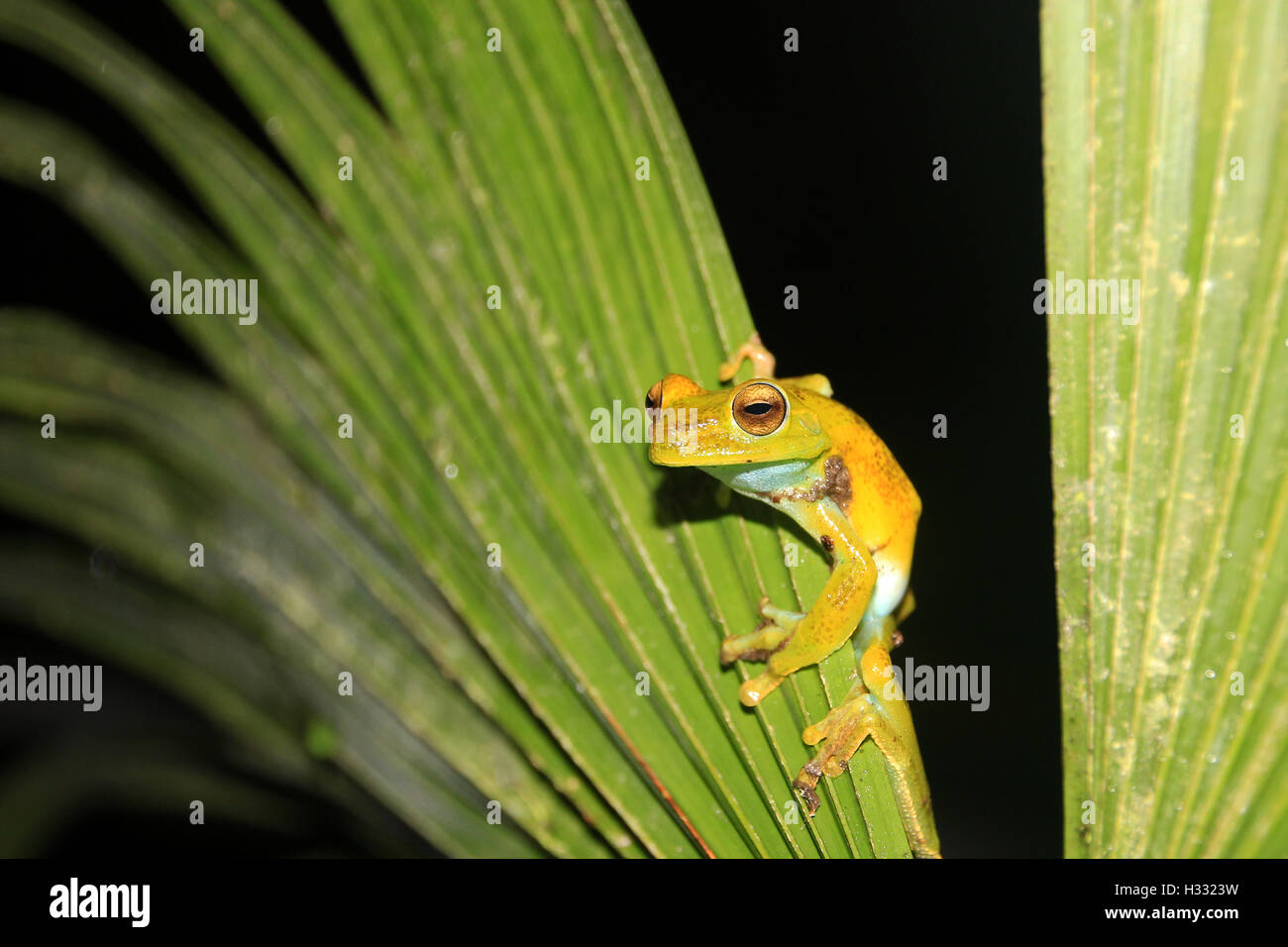 Green and yellow colored palm tree frog sitting on a palm leaf in Mindo ...