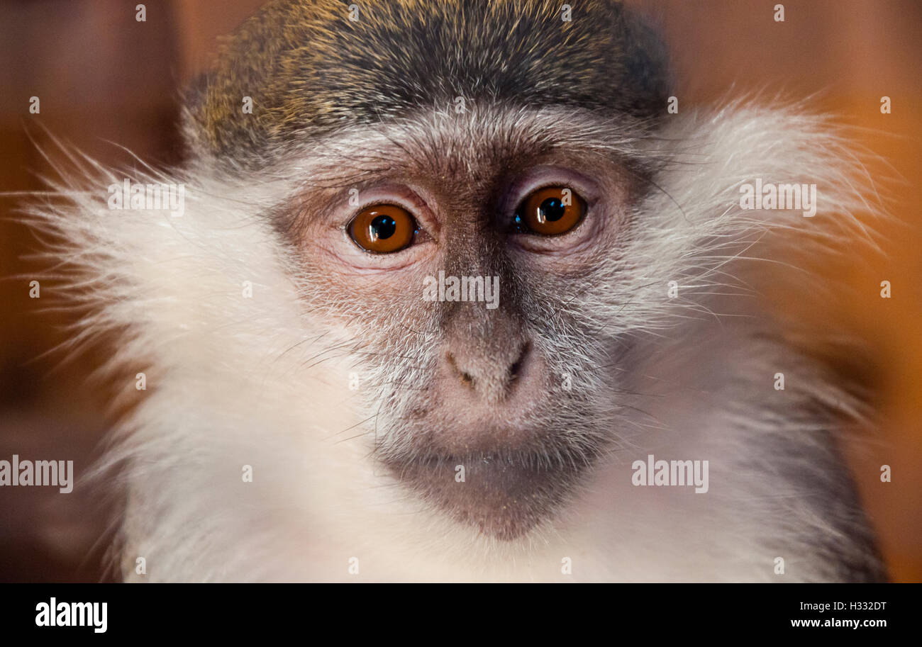 Young female green monkey looking seriously directly at the viewer. The ...