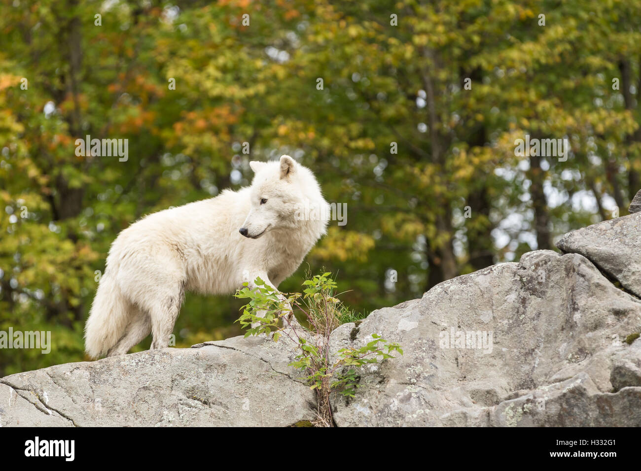 Arctic wolf in the fall forest Stock Photo - Alamy