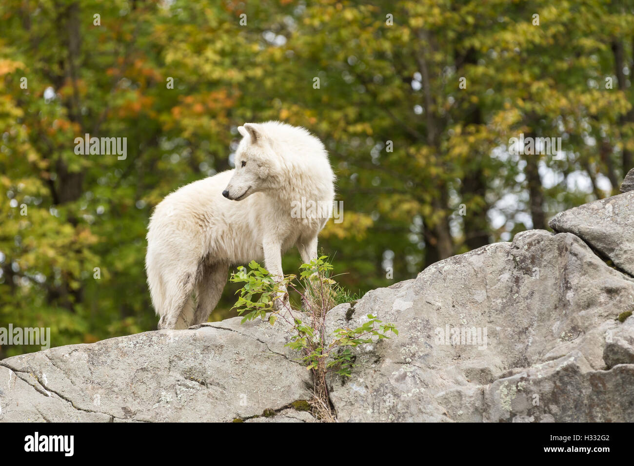 Arctic wolf in the fall forest Stock Photo - Alamy