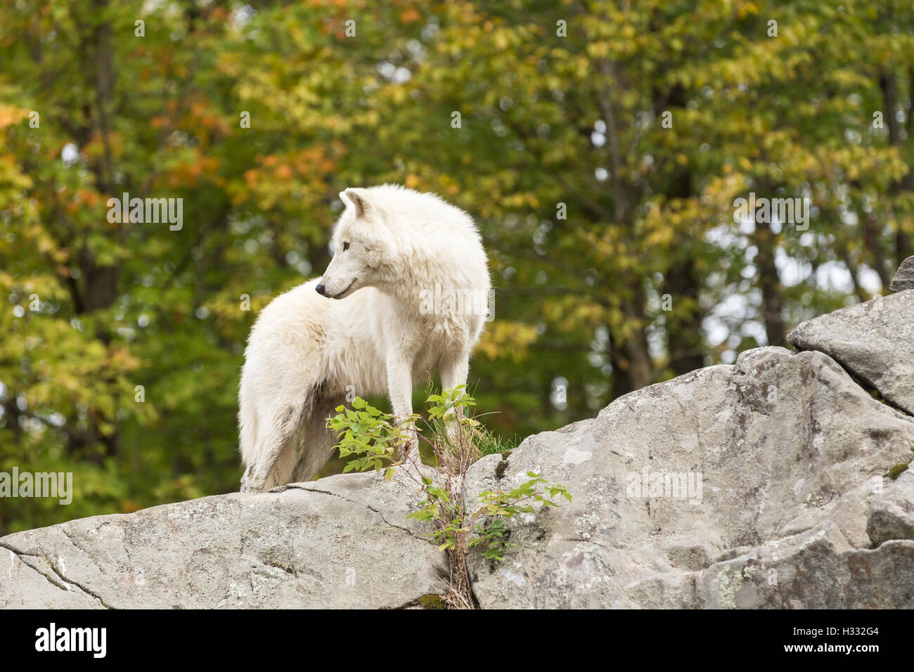 Arctic wolf in the fall forest Stock Photo - Alamy