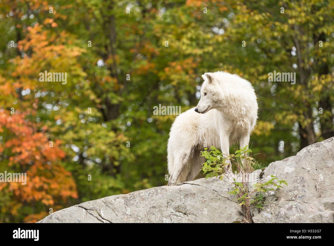 Arctic wolf in the fall forest Stock Photo - Alamy