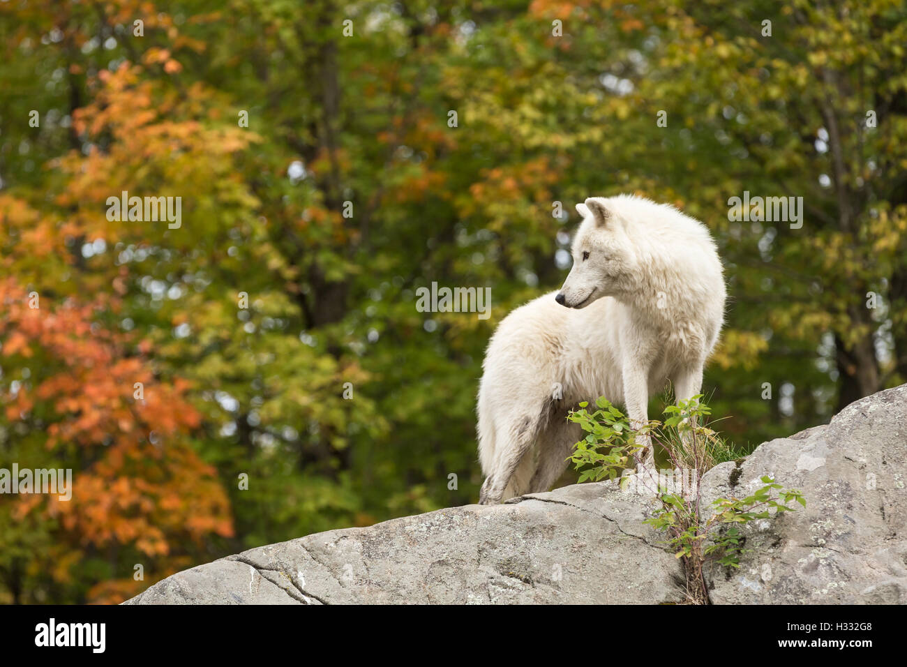 Arctic wolf in the fall forest Stock Photo - Alamy