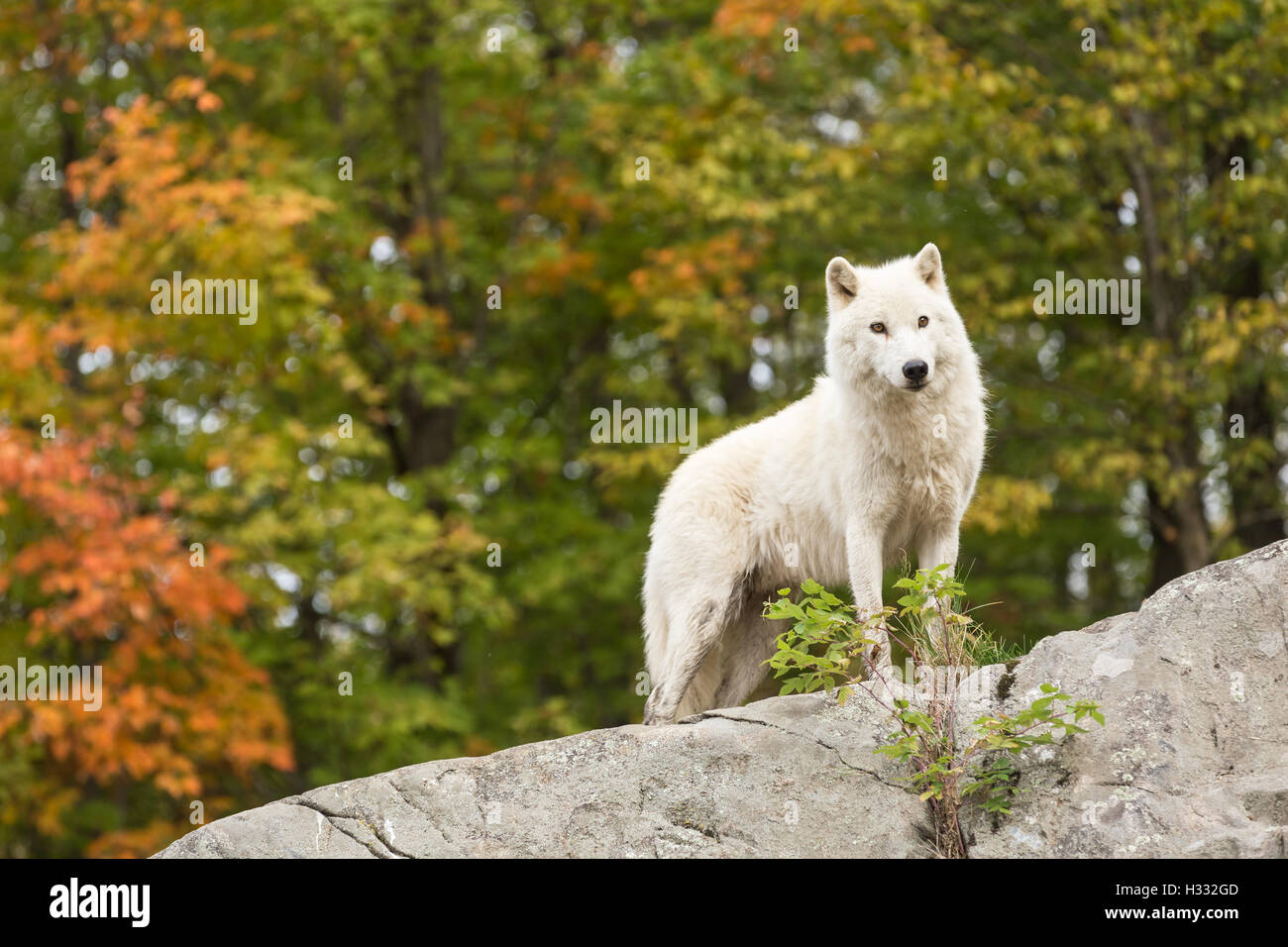 Arctic wolf in the fall forest Stock Photo - Alamy