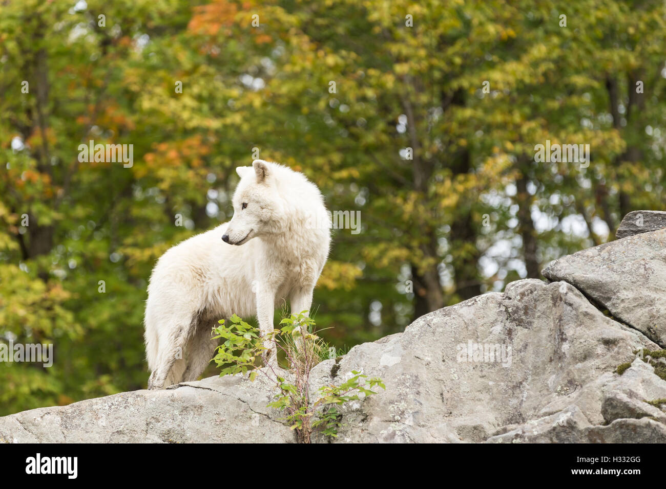 Arctic wolf in the fall forest Stock Photo - Alamy