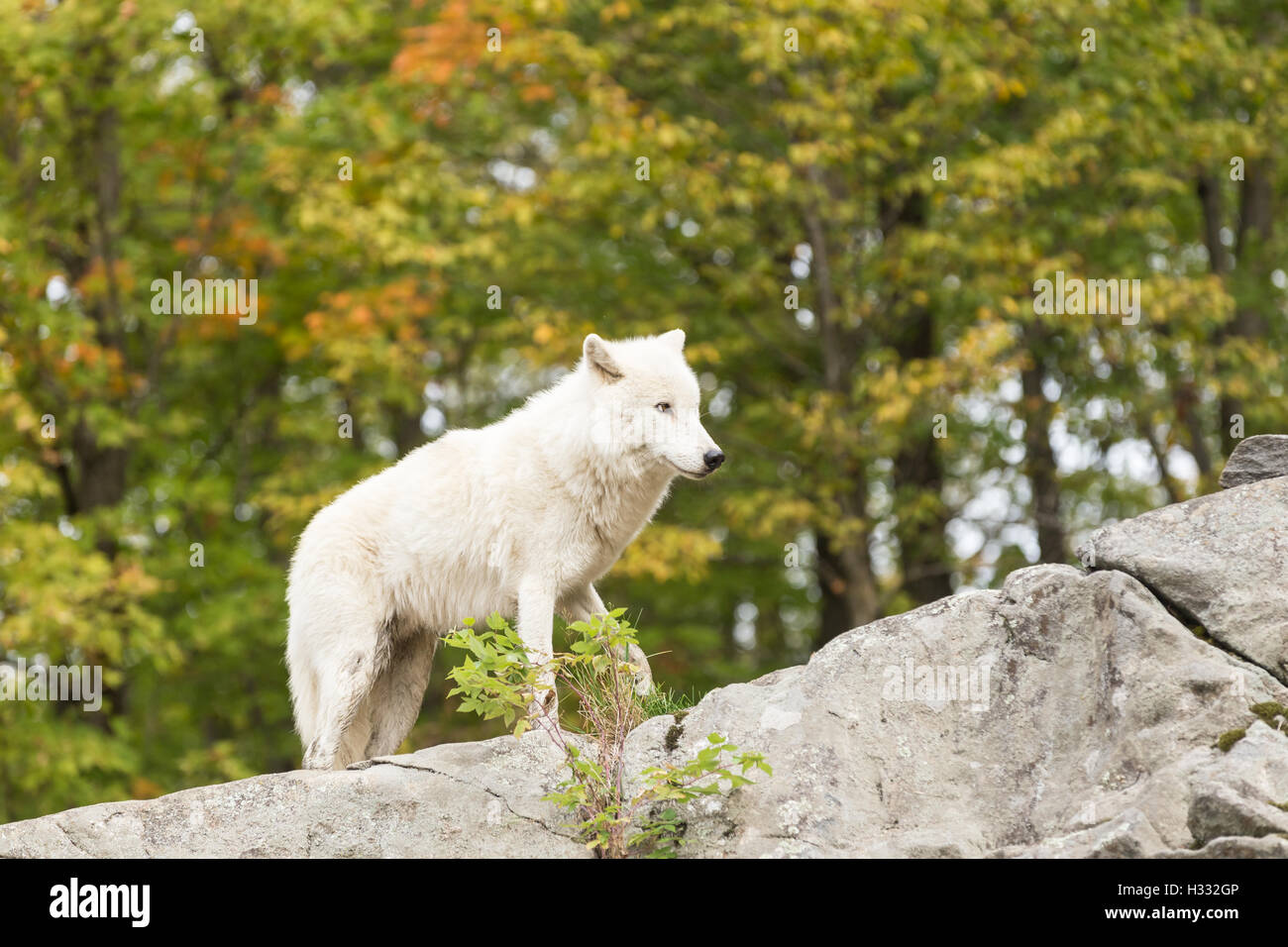 Arctic wolf in the fall forest Stock Photo - Alamy