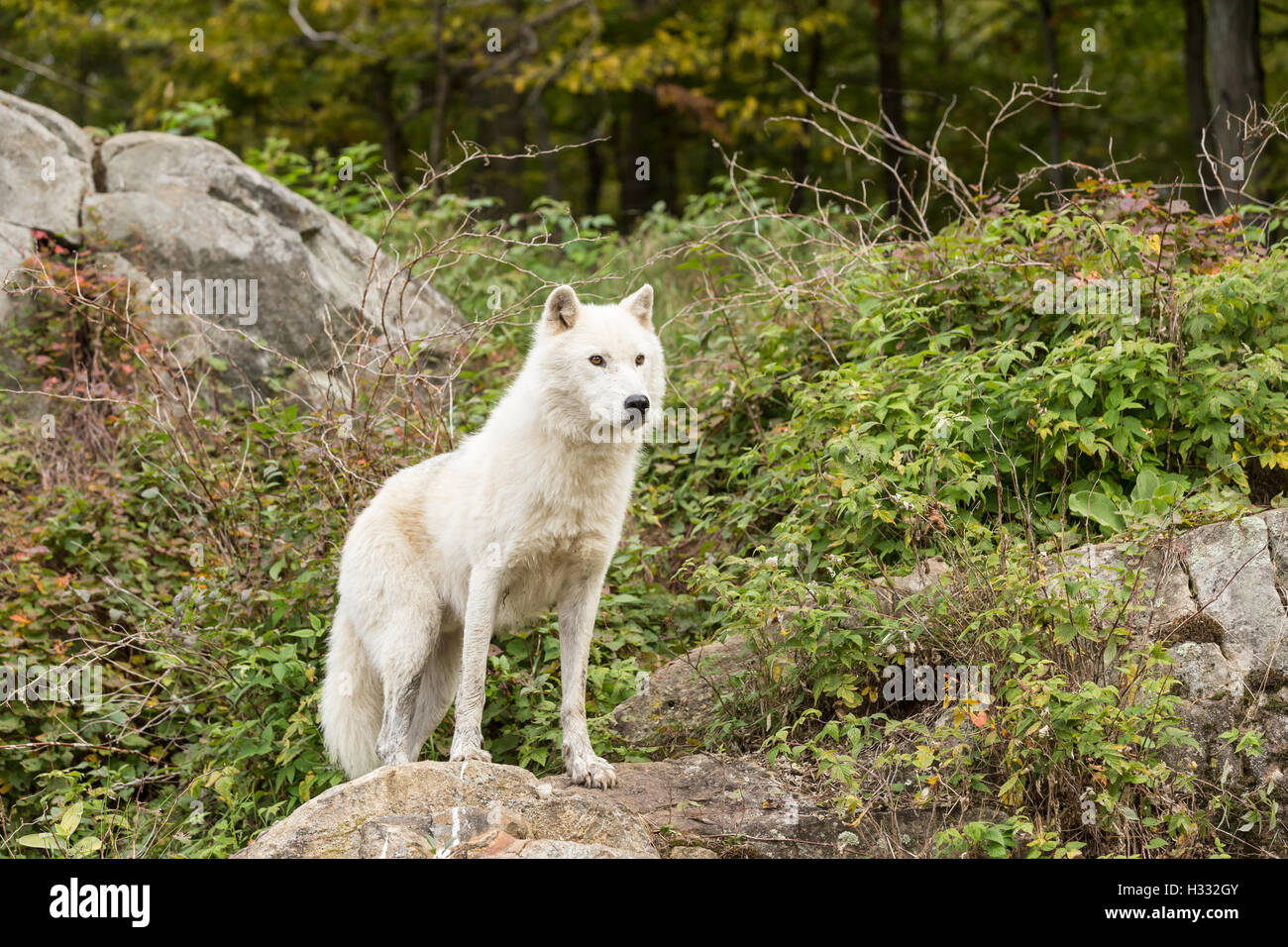 Arctic wolf in the fall forest Stock Photo - Alamy