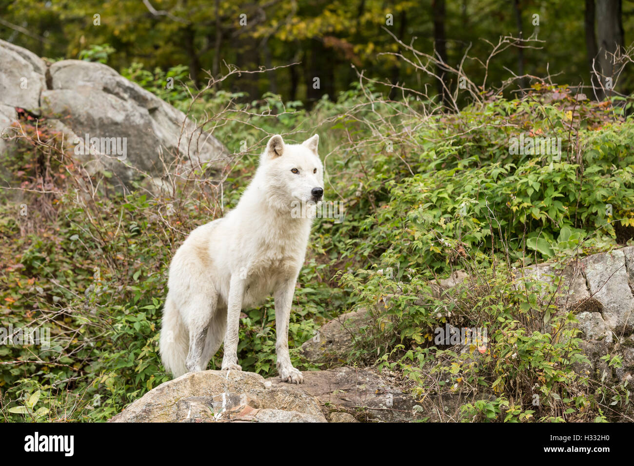 Arctic wolf in the fall forest Stock Photo - Alamy