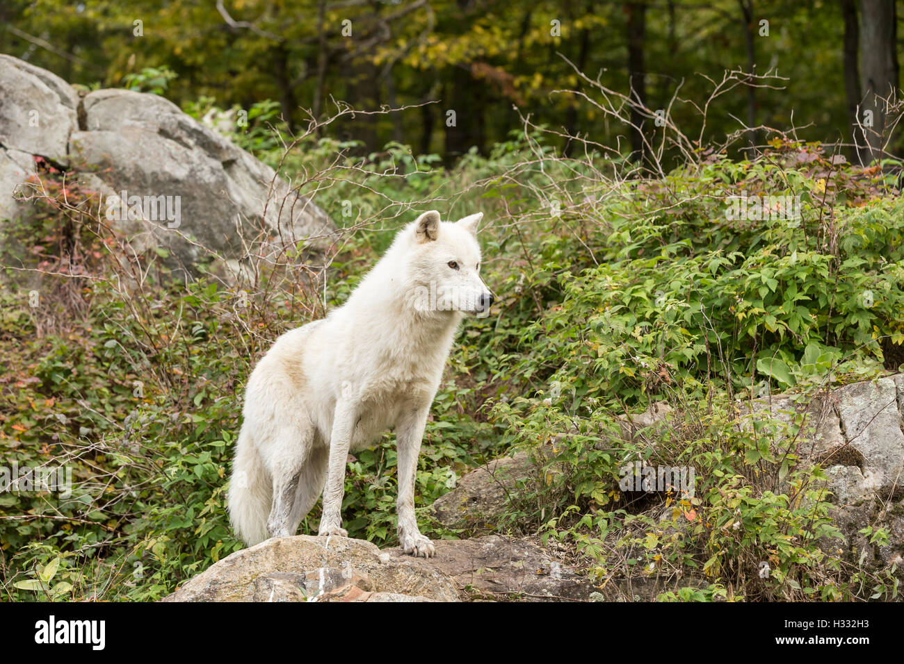Arctic wolf in the fall forest Stock Photo - Alamy