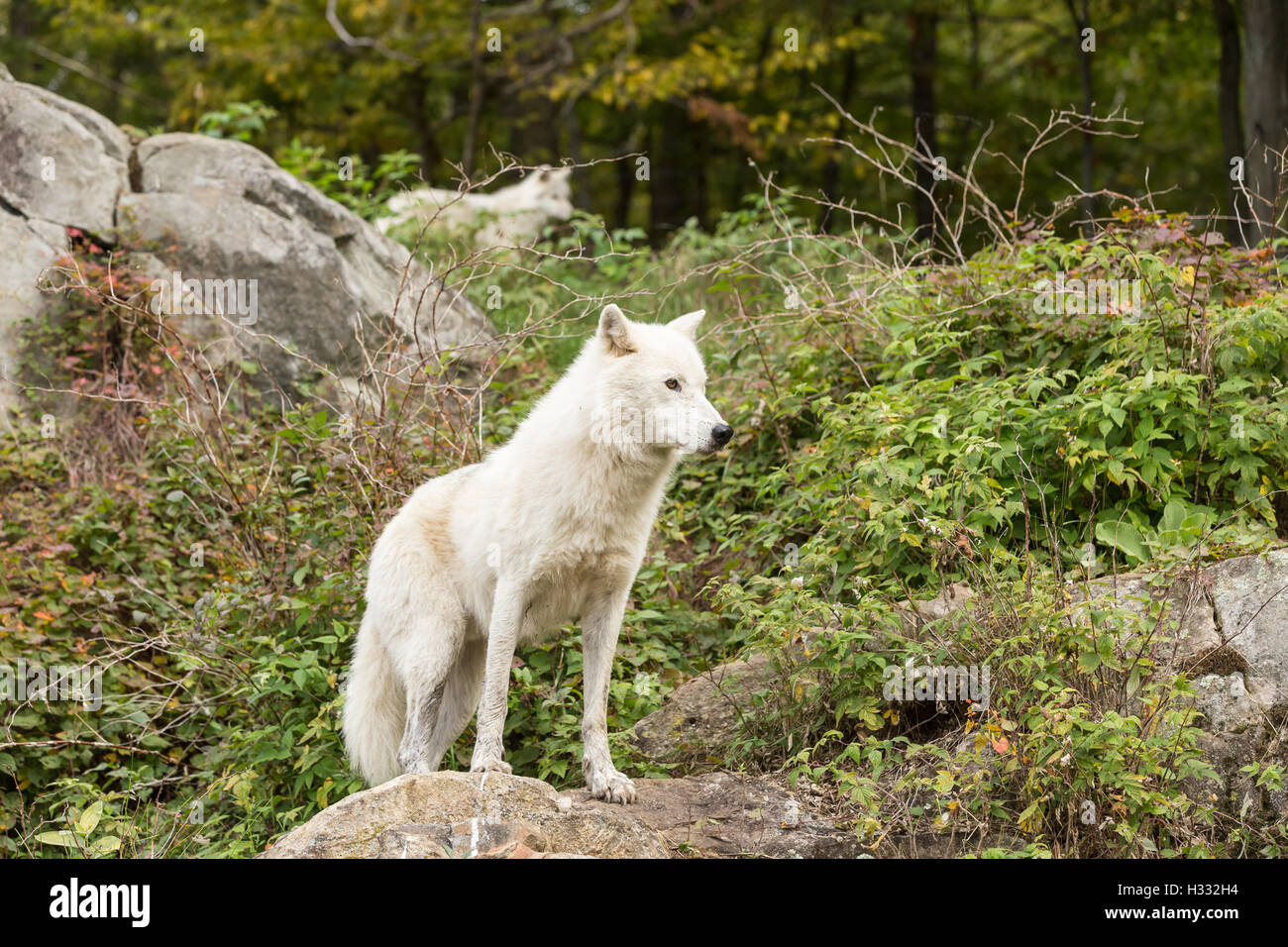 Arctic wolf in the fall forest Stock Photo - Alamy
