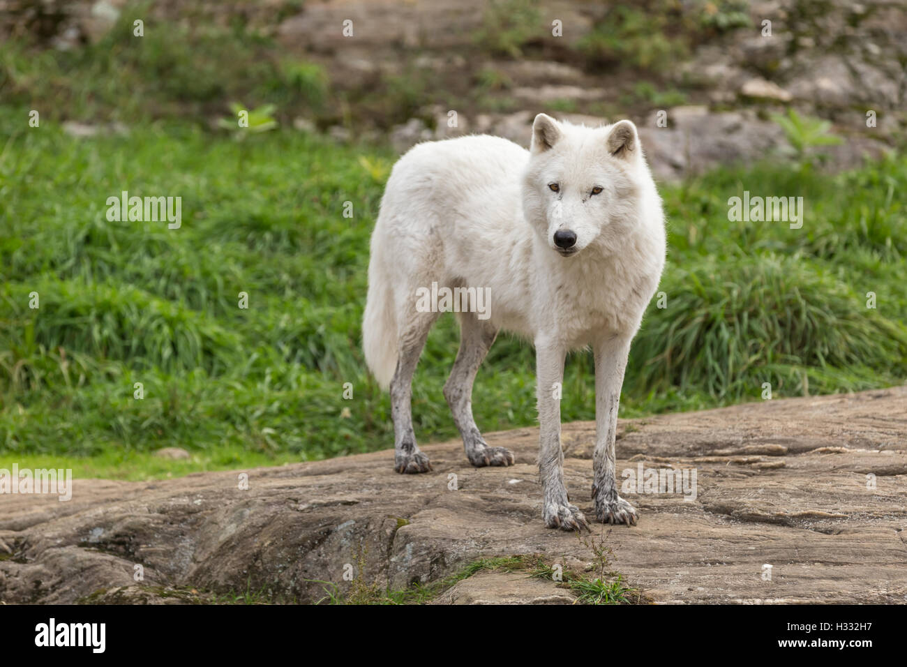 Arctic wolf in the fall forest Stock Photo - Alamy